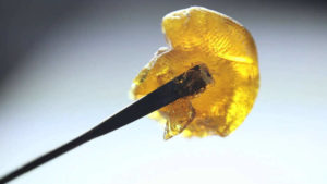 The Differences Between Cannabis Concentrates | The Beginners Guide