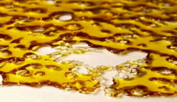 The Differences Between Cannabis Concentrates | The Beginners Guide